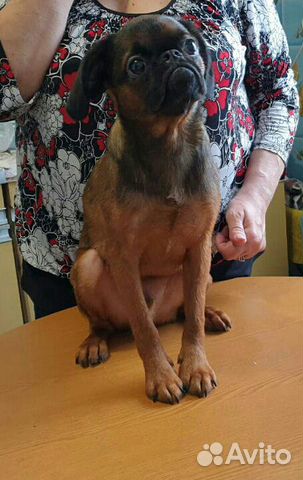 Пит Брабансон