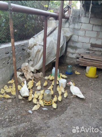 Продаются утята (индоутки белые)