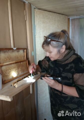 Пчеломатки Карпатка плодные круглый год в Омске от