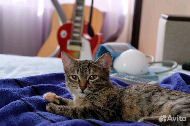 Котенок, бесплатно