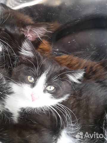 Котёнок, 2 мес., чёрный с белой грудкой и лапками