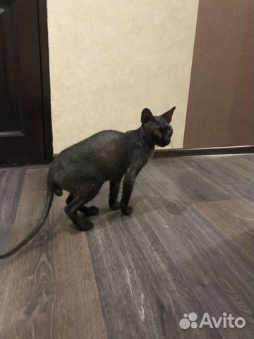 Найден донской сфинкс