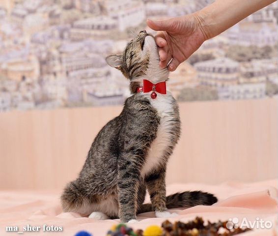 Сверхласковый молоденький котик в дар