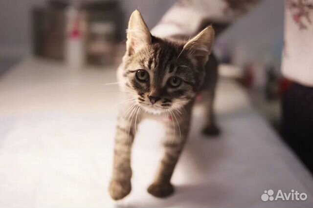 Шустрик в добрые и ответственные руки