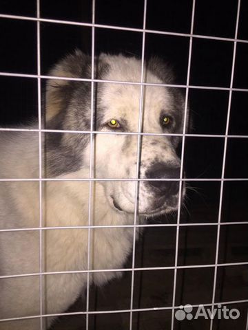 Потеряшка Алабай