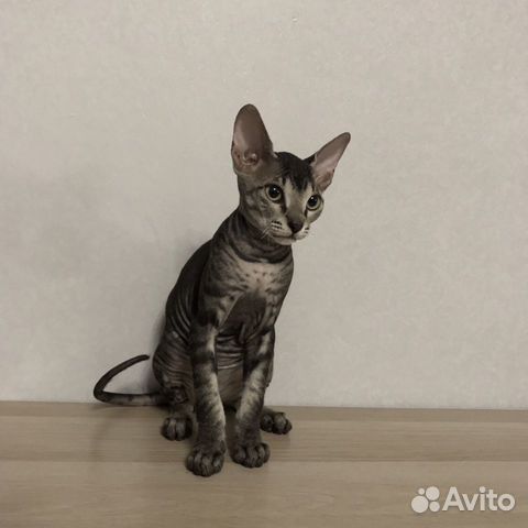 Донской сфинкс