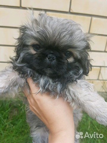 Щенки пекинеса