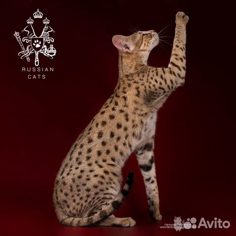 Котята Саванна, Ф4, Ф5