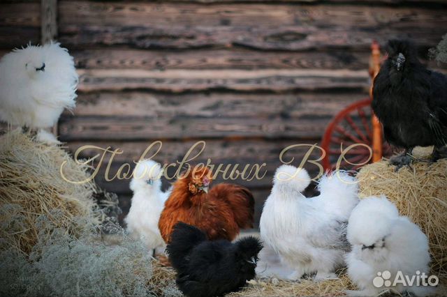 Китайские шелковые куры и перепела