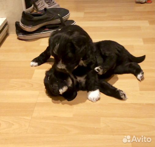 Помесь кокер спаниеля и йоркширского терьера