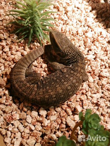 Капский варан самочка