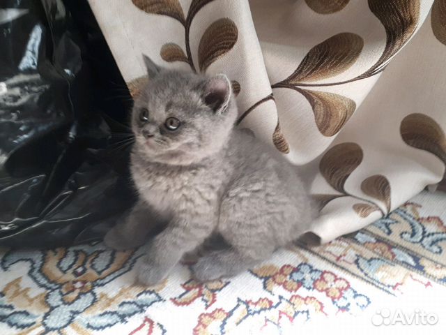 Шотланские котики