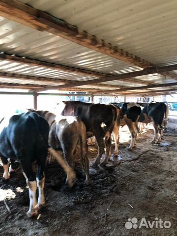 Телята(бычки) с откорма