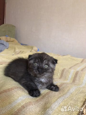 Котенок метис шотландской