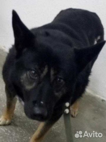 Собака Барби 4 года