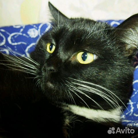 Котик ищет семью