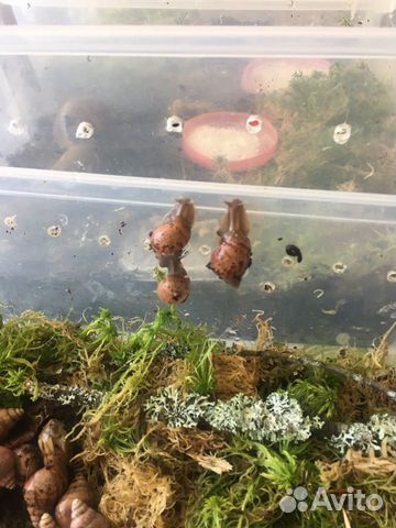 Улитки Ахатина, 2 месяца