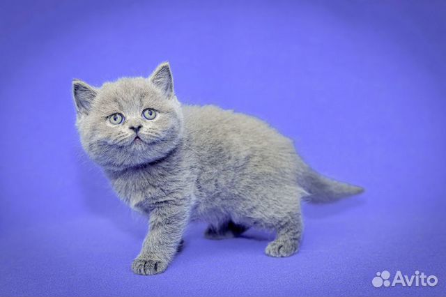 Британская кошечка Бетти
