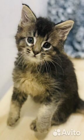 Продажа Майнкуна