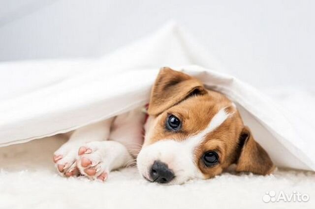 Дажек Рассел Терьер