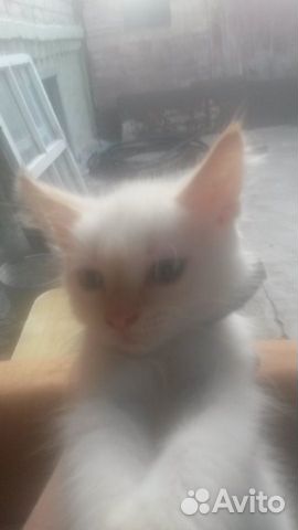Котик 2,5 месяца отдаю в добрые руки