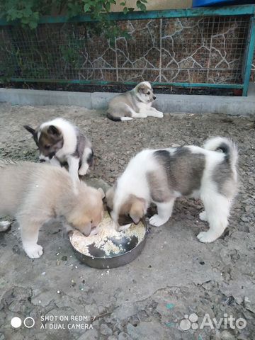 Продаю щенков лайки