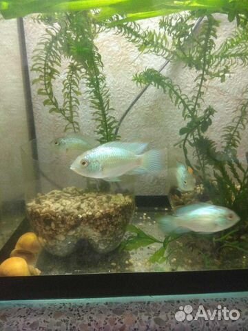 Нанакара Блю неон