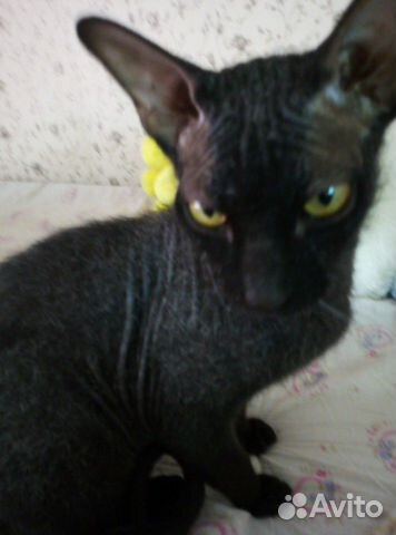 Донской сфинкс браш