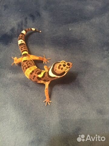 Эублефар Normal, нормал, собственного разведения