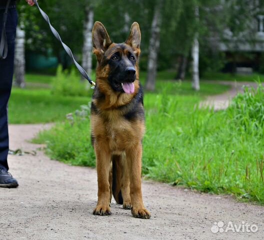 Красивая девочка немецкой овчарки