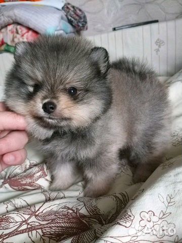 Мимический мальчик