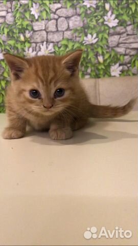 Маленький тигр котёнок мальчик