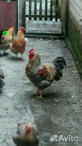 Билефельдер петух