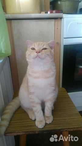 Отдадим жирненького котика в добрые руки