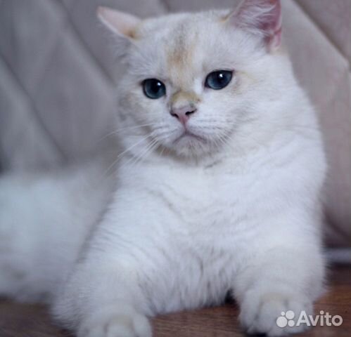 Мальчик эксклюзивного окраса золотой пойнт