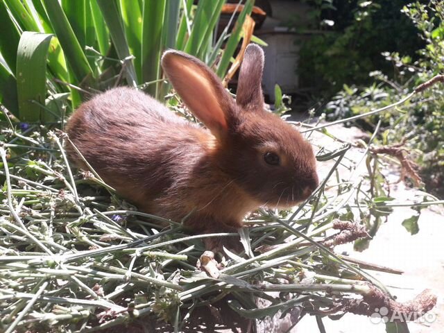 Чёрно-огненные кролики