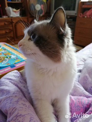 Солнечные куклы рэгдолл