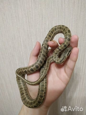 Змея узорчатый полоз