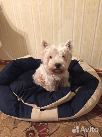 Вест Хайленд