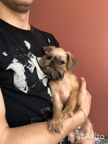 Чебурашка-Чебурек