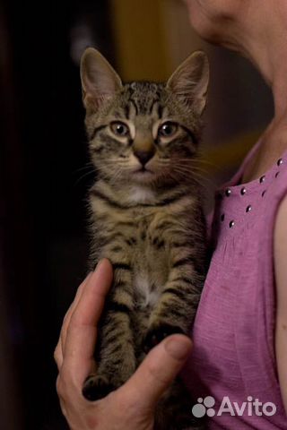 2 ласковые девчушки котята (3,5 мес)