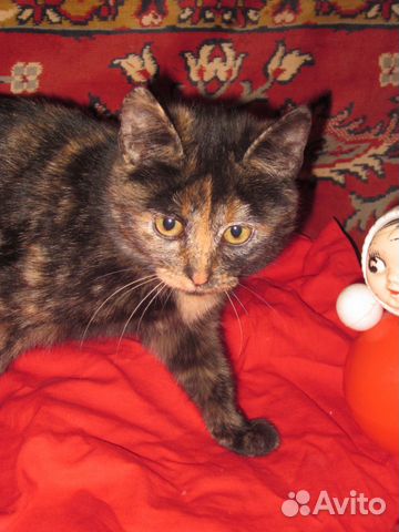 Дашулька с надеждой на дом