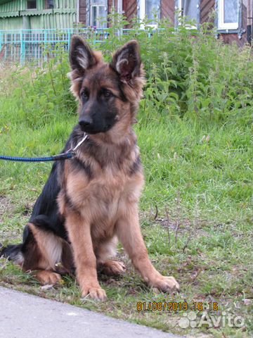 Щенок Немецкой овчарки дш