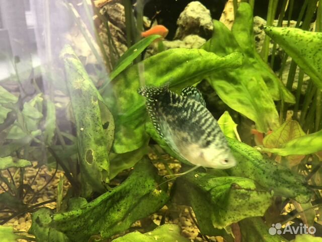 Отдам двух мраморных гурами