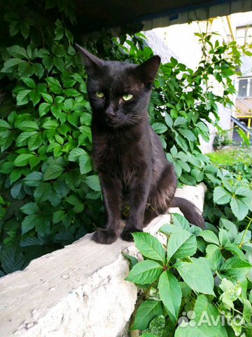 Кот крысолов
