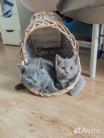 Продаются ласковые котята скотиш страйт