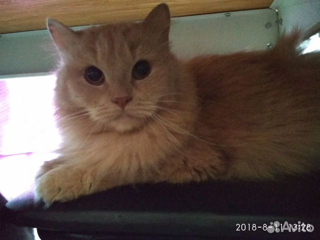 Отдадим кота