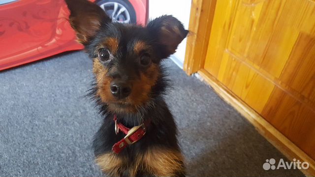 Найдена собака с ошейником красного цвета