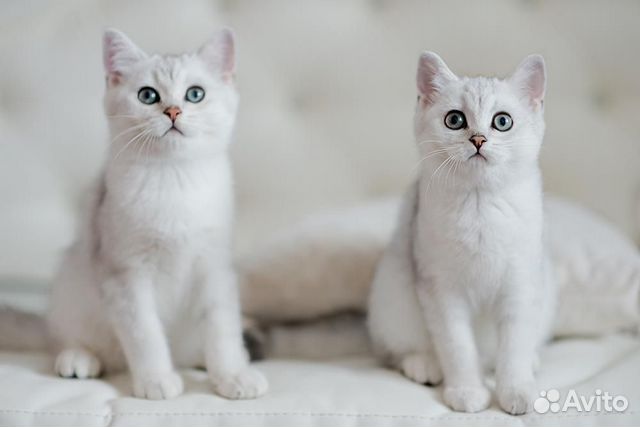 Котята британские