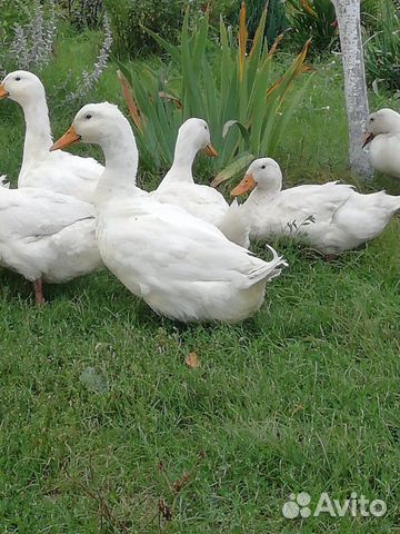 Селезень и Утки Французских Бройлеров Стар 53